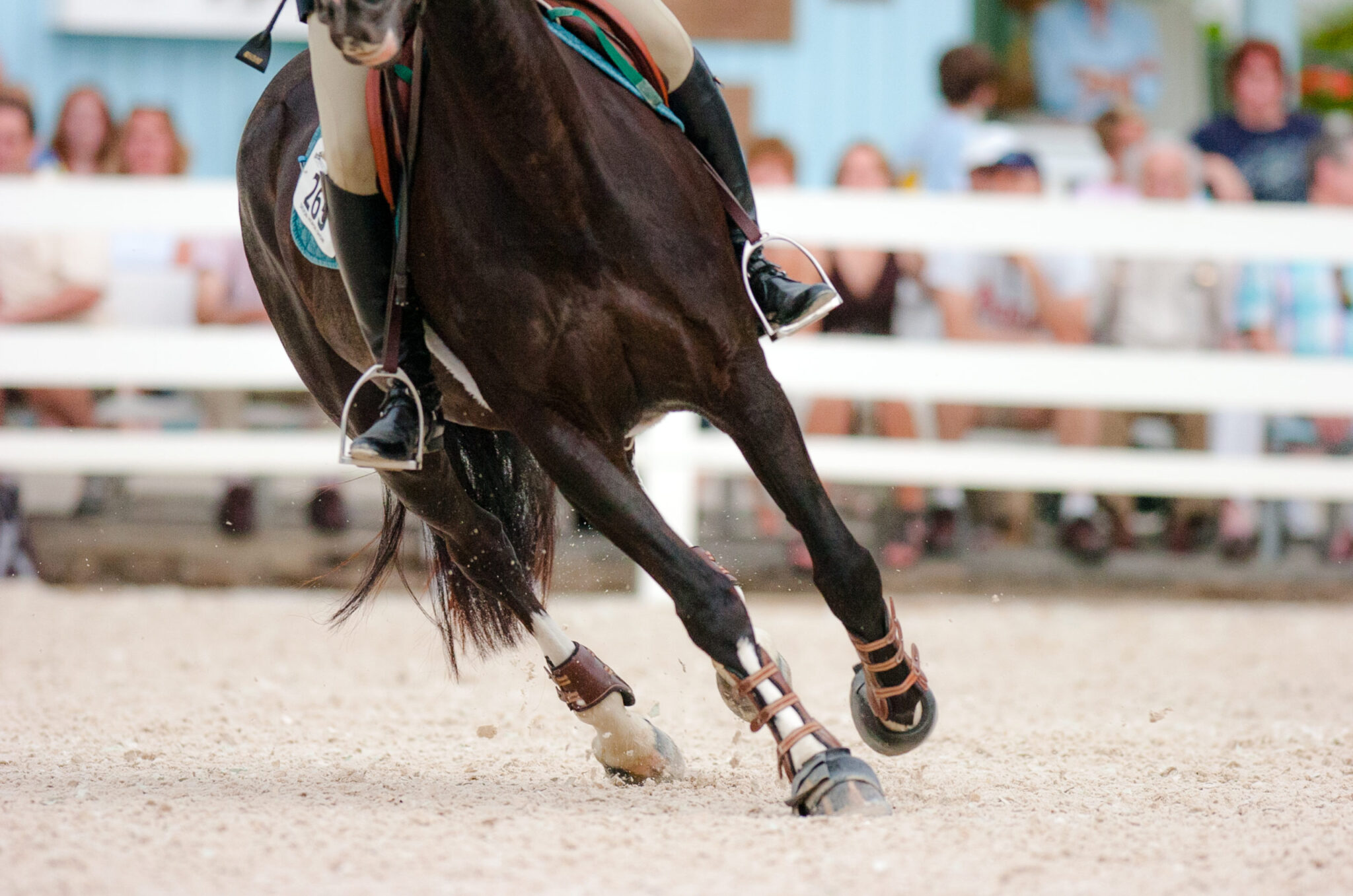 What to Know About Knees - Dressage Today