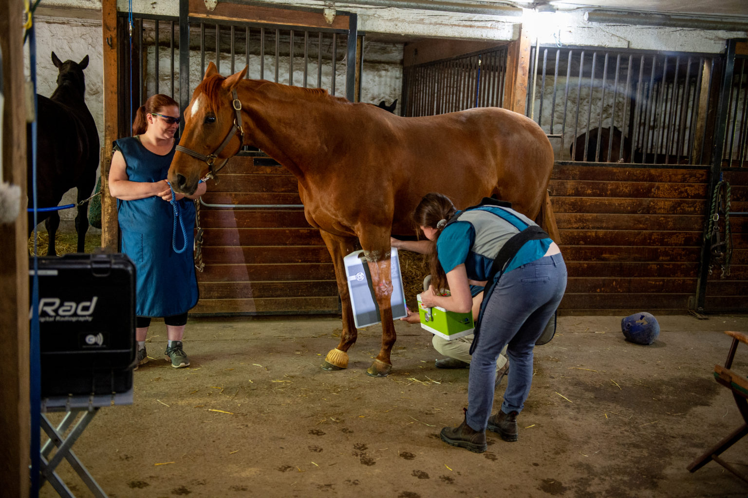 What to Know About Knees - Dressage Today