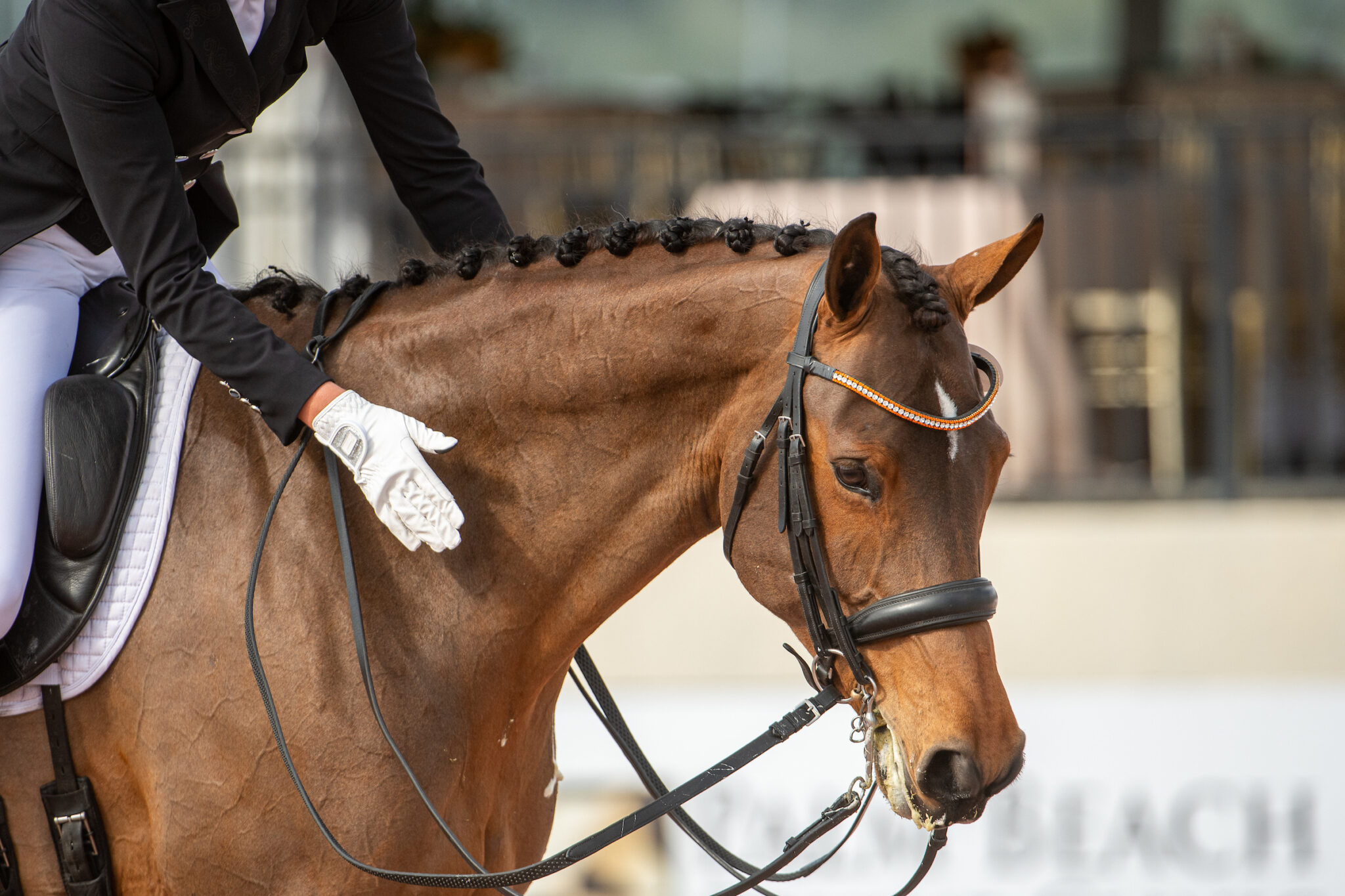 White Paper on Veterinary Best Practices for Long-Term Equine Welfare ...