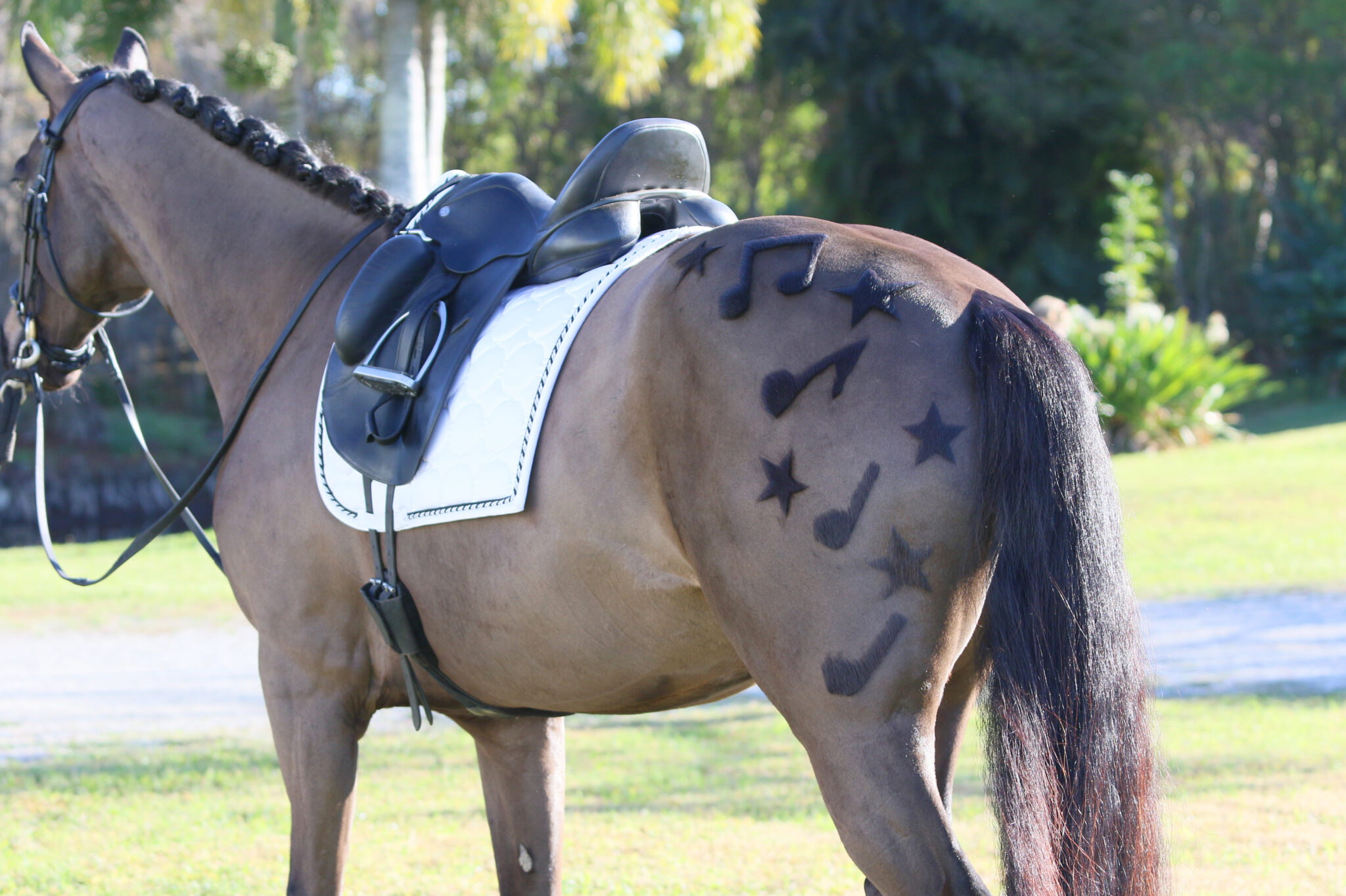 Behind the Scenes at the 2026 USDF Trainers Conference - Dressage Today