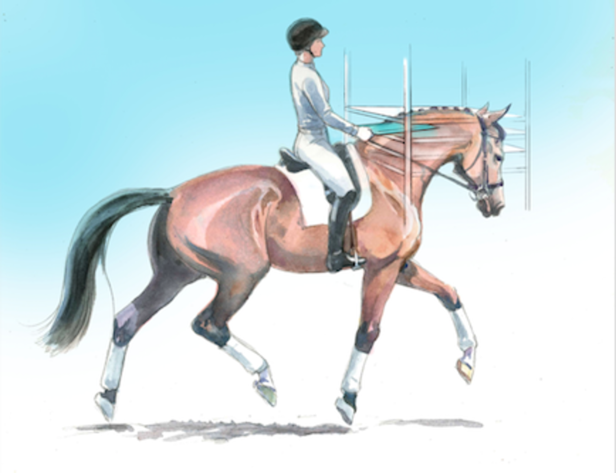 Dressage Solutions: Maximize the Straightness and Evenness of your ...
